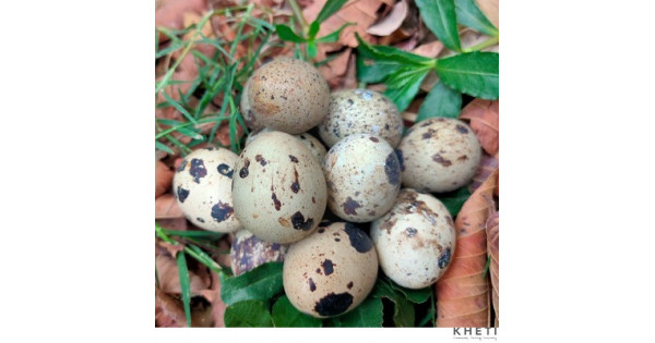 Eggs, Egg delivery, Egg delivery in Nepal, Quail egg, Battai ko Anda