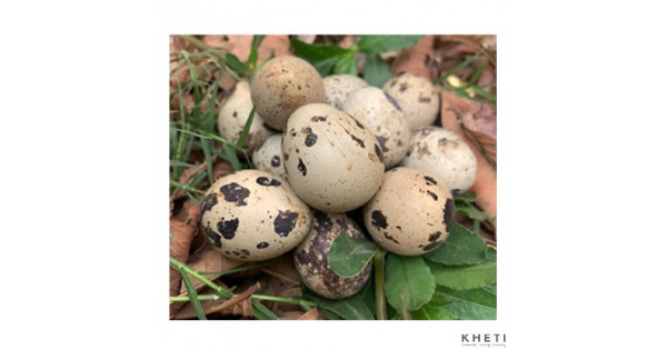 Eggs, Egg delivery, Egg delivery in Nepal, Quail egg, Battai ko Anda